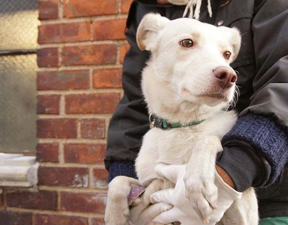 Adoptable Animal Of The Week: Belochka The Dog - Bklyner