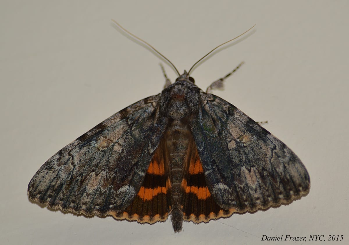 Celebrate Moths During National Moth Week - Bklyner