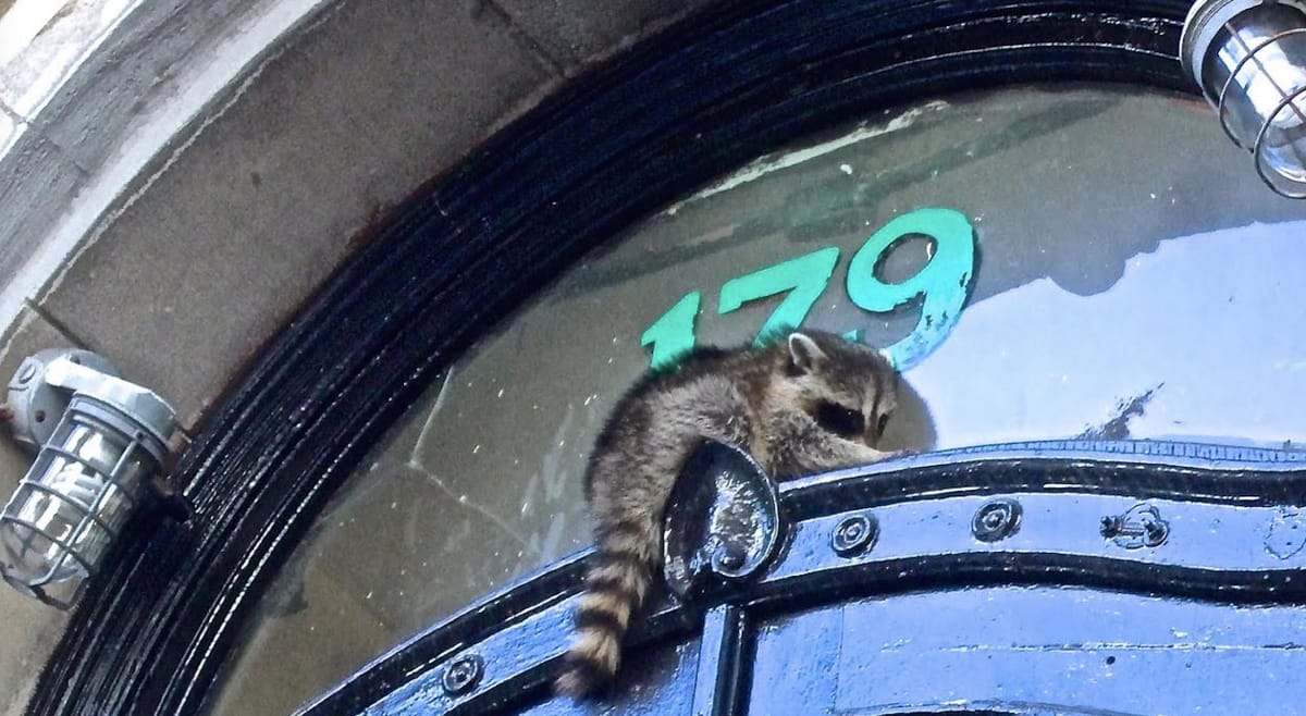 Photo Of The Day: Rocky Raccoon Checked Into His Room - Bklyner