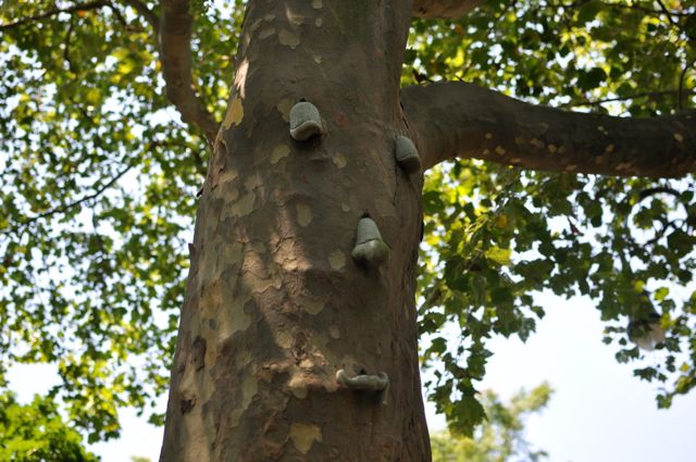 Things in Trees in Ditmas Park