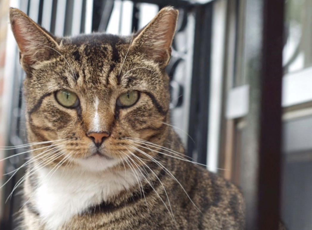Community Says Farewell To Beloved Tiger The Cat, The Mayor Of 6th ...
