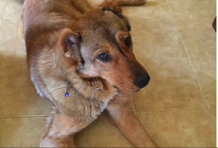 Adoptable Animal Of The Week: Commodore The Dog - Bklyner